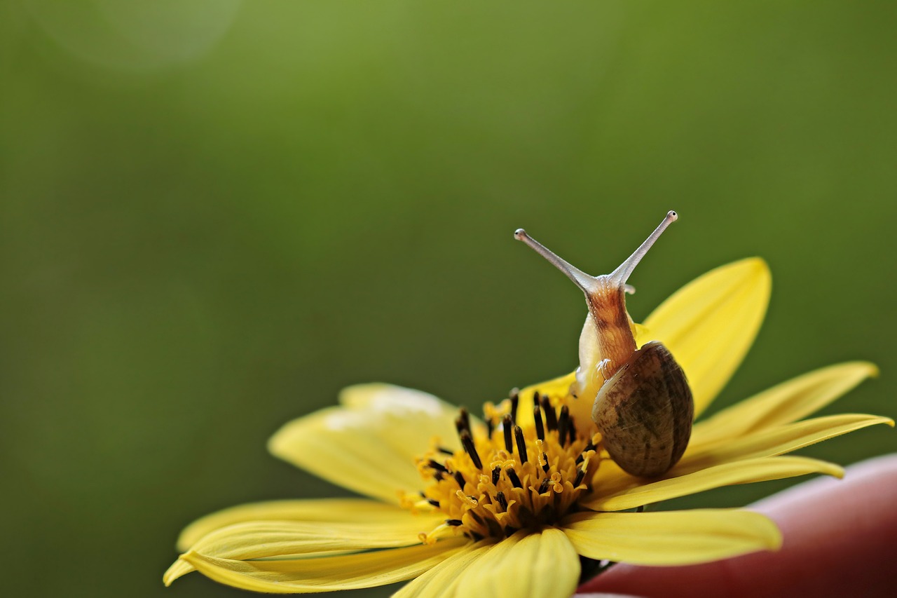 ¿Qué es el Slow Beauty? | scatec